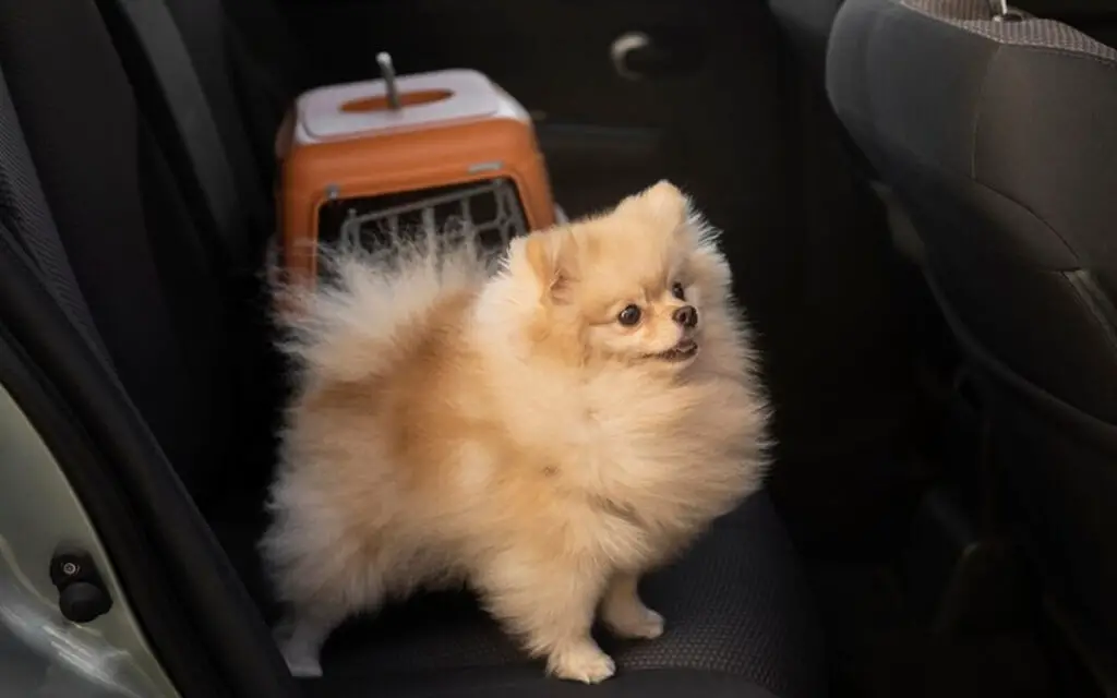 How Long Can a Dog Ride in the Car? + 5 best practices – motor snitch